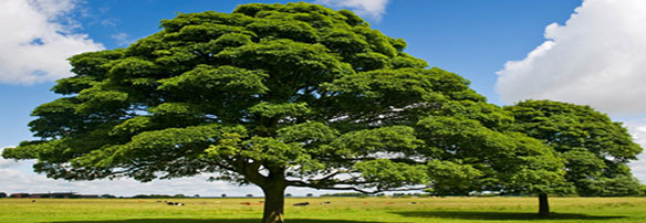 Oak Moisture Content | Types of Oak